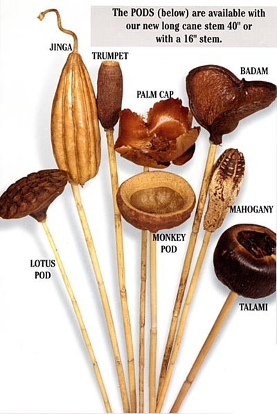 Pods on 16" Bamboo Stem , - Pinecones.com