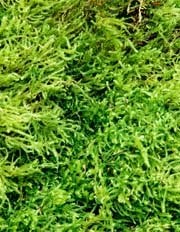 Shag Moss (Sheet Moss) , - Pinecones.com