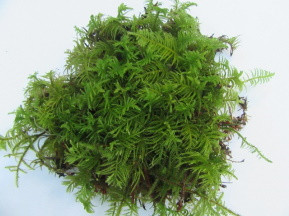 Feather Moss , - Pinecones.com