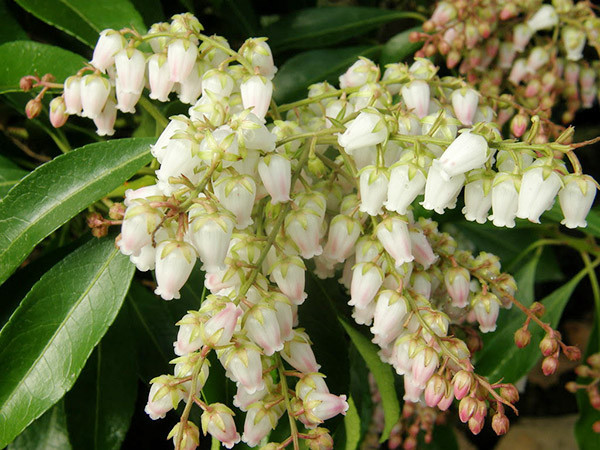 Pieris , - Pinecones.com
