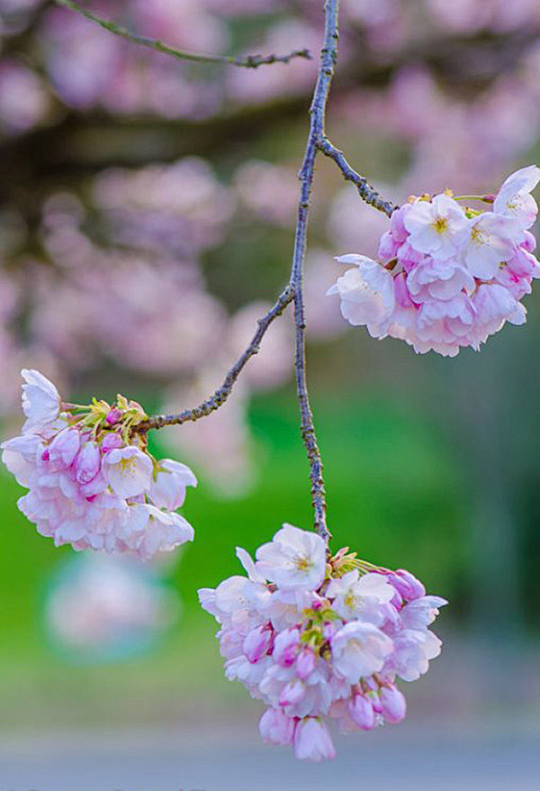 Pink Cherry Blossom Branches , - Pinecones.com