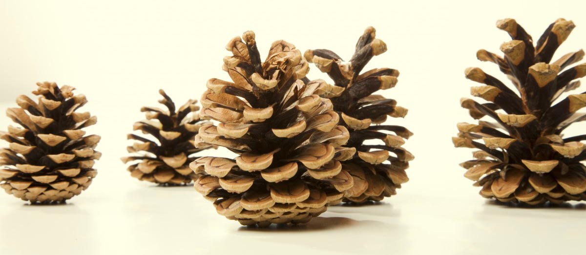 Pine Cones - Pinecones.com